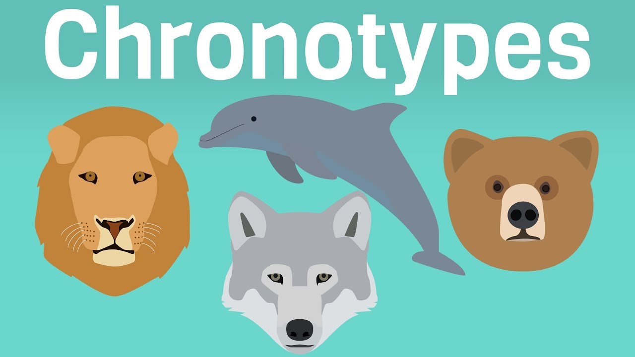 How to Determine Your Chronotype and Plan Accordingly | Jean Galea